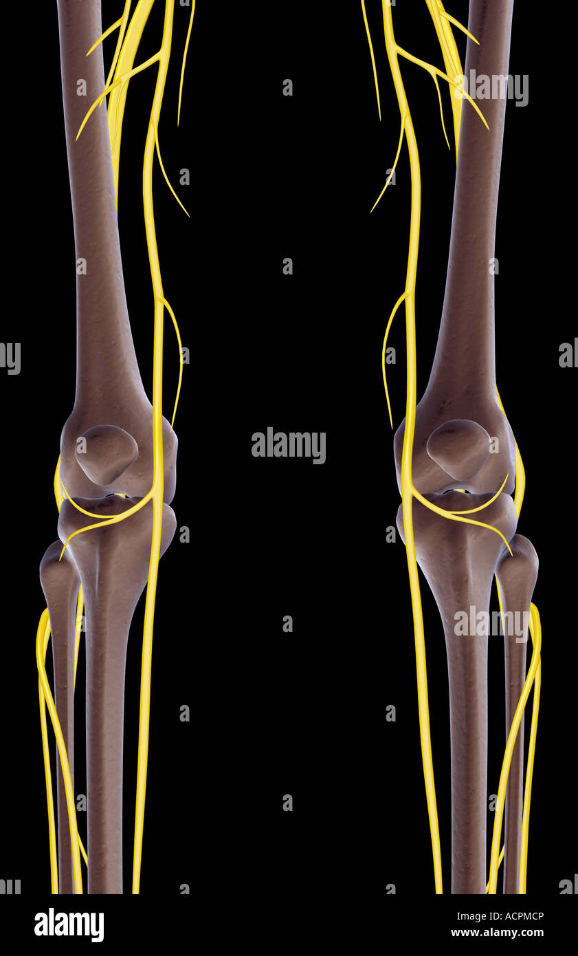 Saphenous Stock Photos & Saphenous Stock Images - Alamy
