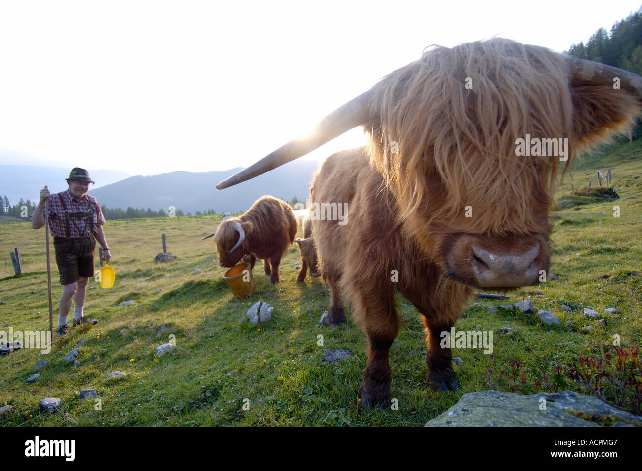 Austria, Salzburg land, farmer with highland cattle Stock Photo - Alamy