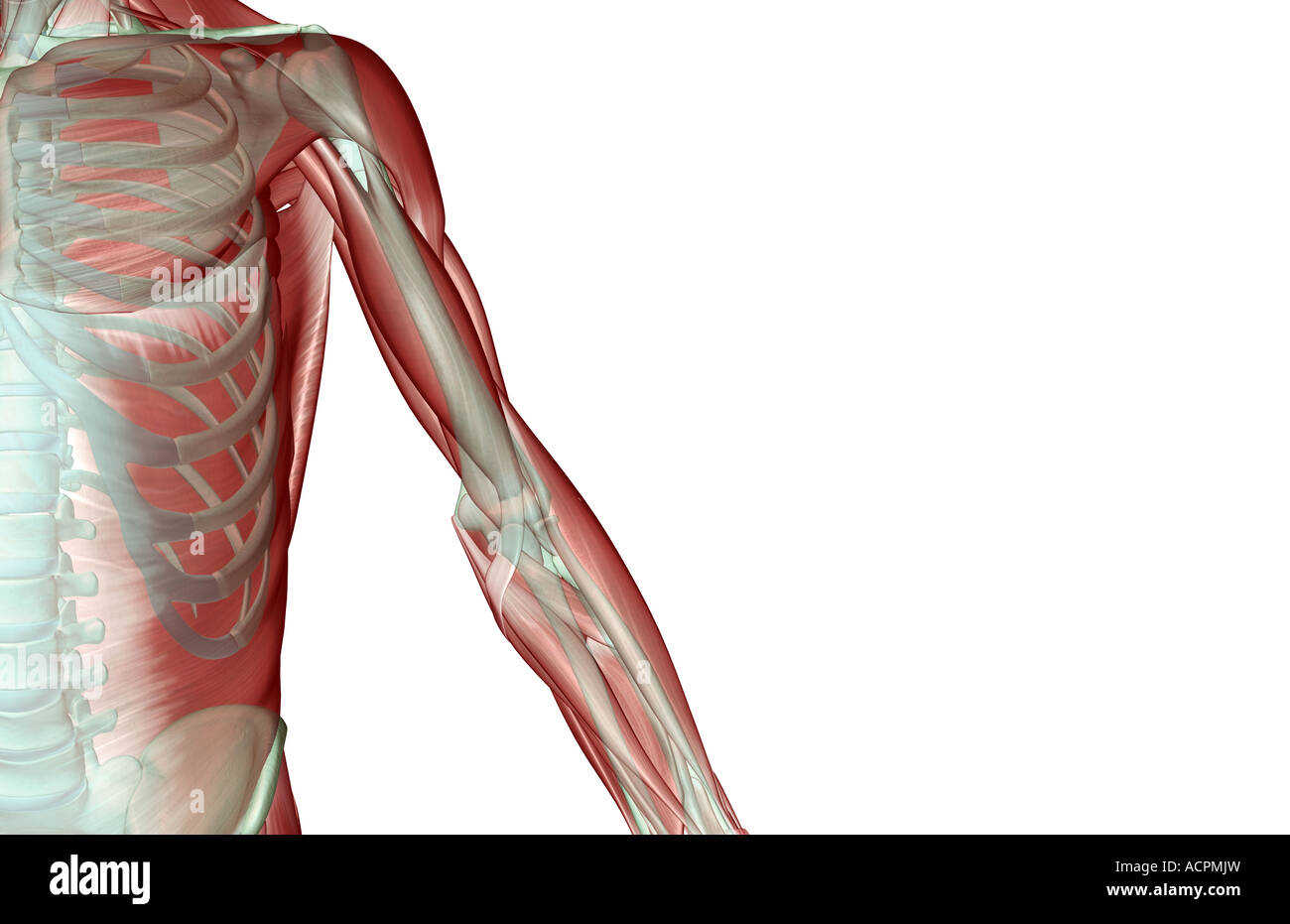The musculoskeleton of the upper limb Stock Photo - Alamy
