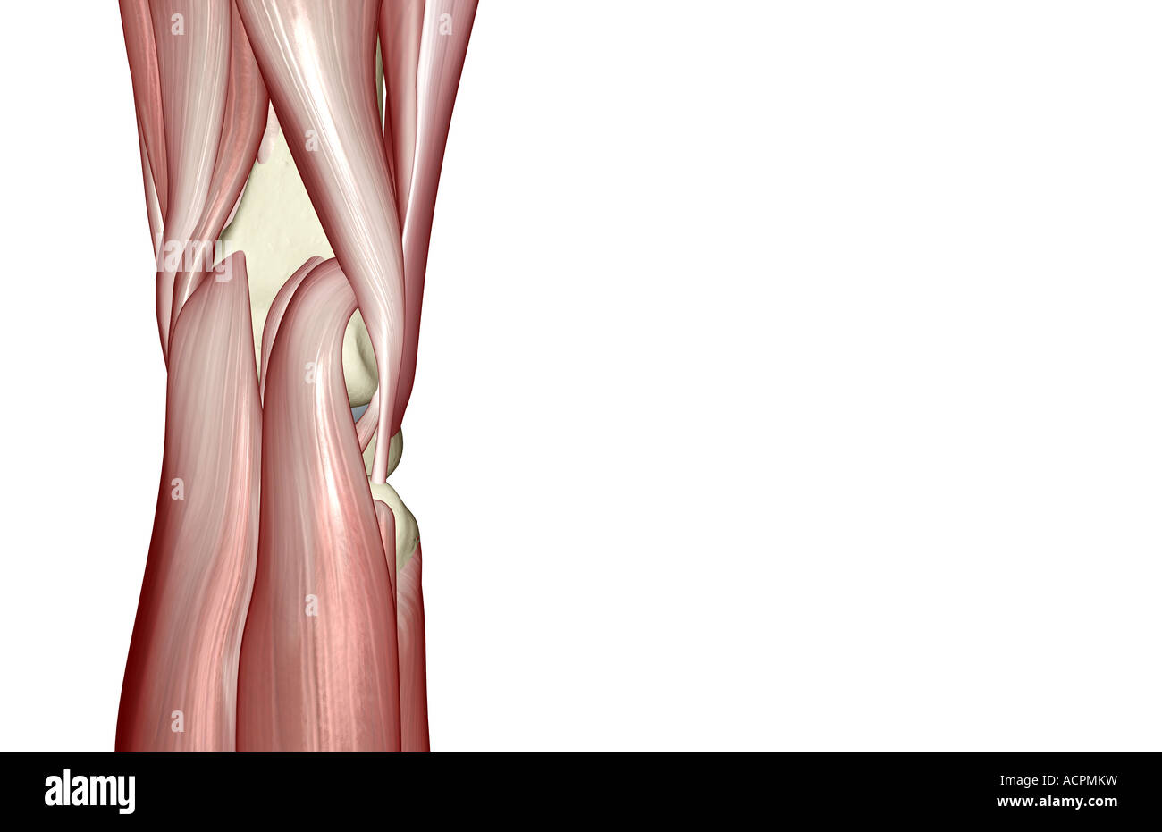 The muscles of the knee Stock Photo - Alamy