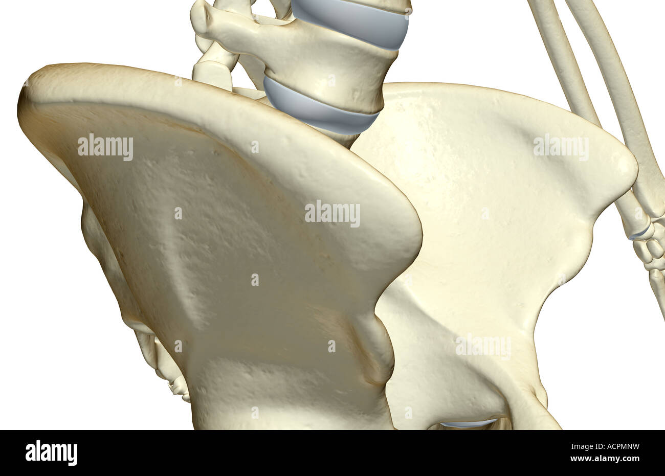The bones of the hip Stock Photo - Alamy