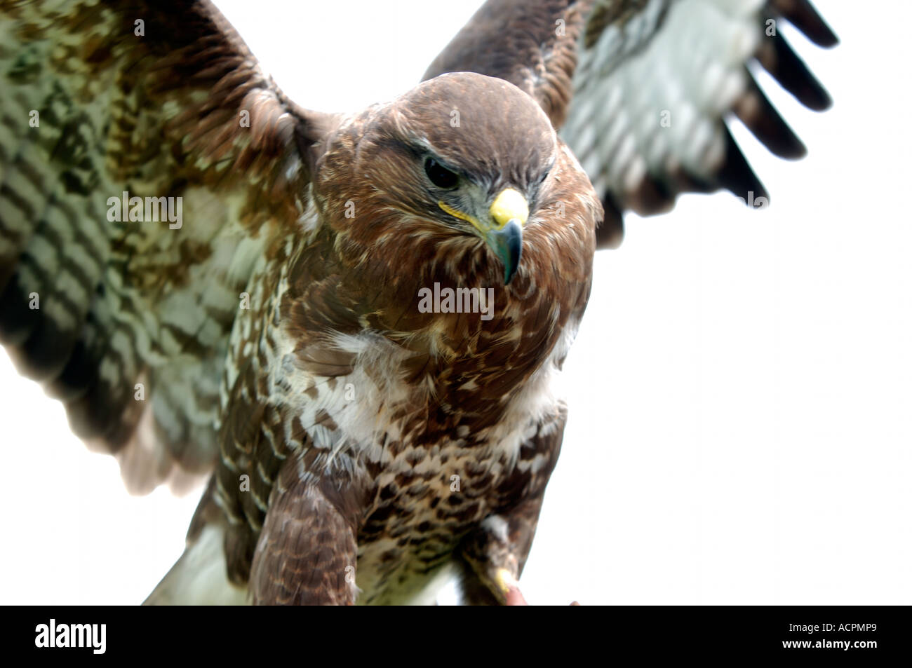 North American Red Tail Stock Photo - Alamy