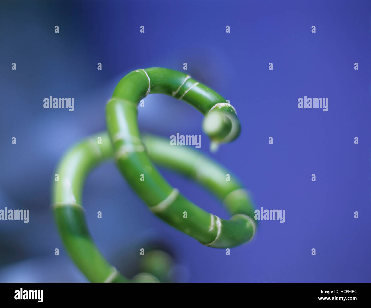 Annulets High Resolution Stock Photography and Images - Alamy