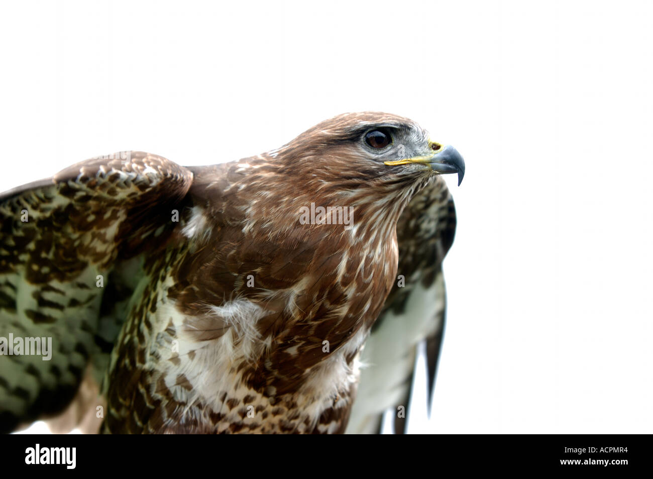 North American Red Tail Stock Photo - Alamy