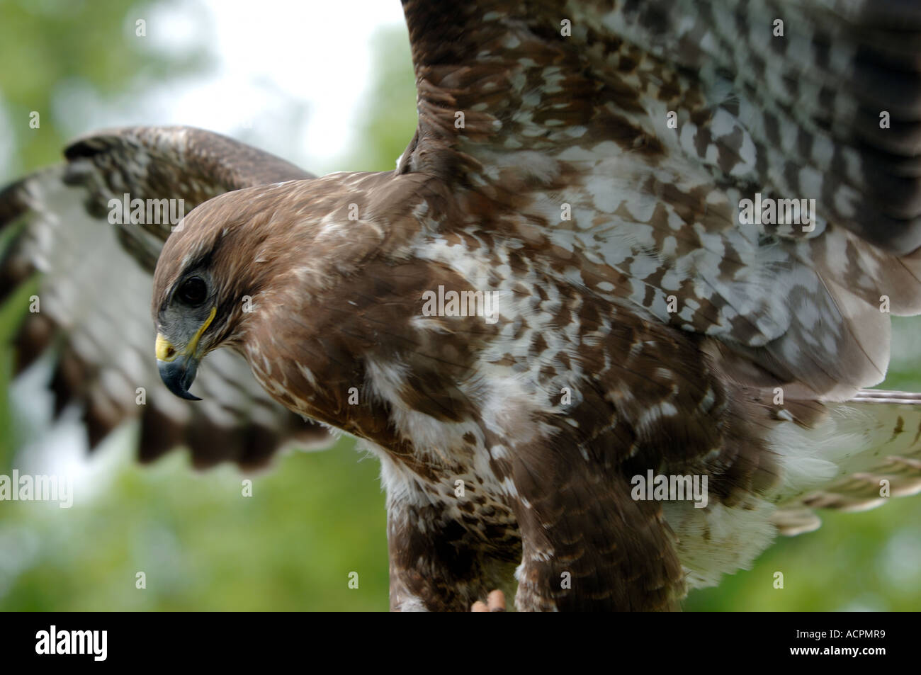 North American Red Tail Stock Photo - Alamy