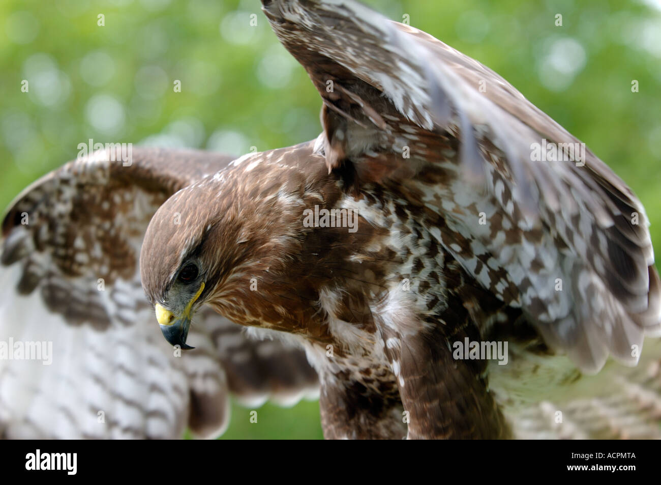 North American Red Tail Stock Photo - Alamy