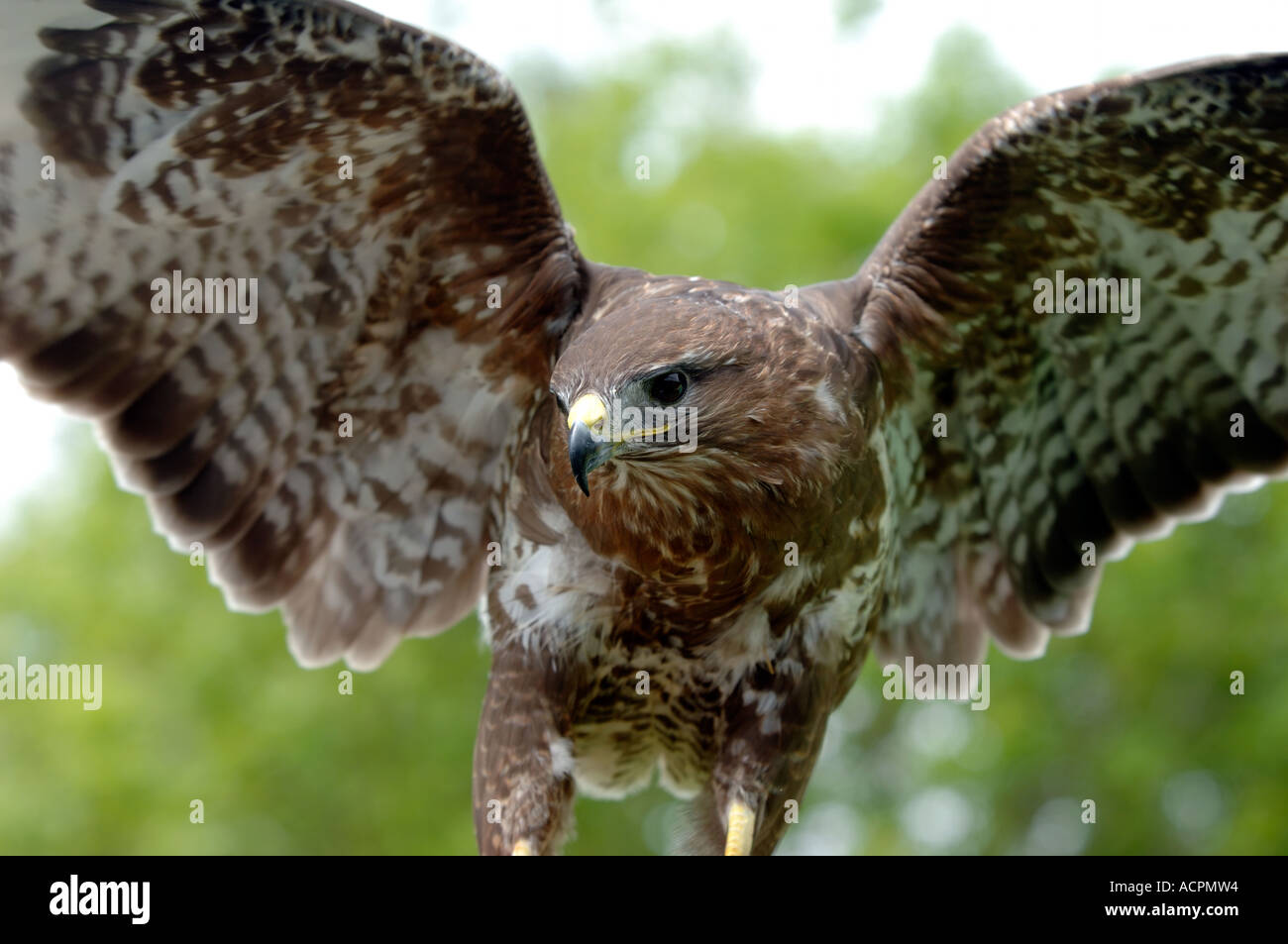 North American Red Tail Stock Photo - Alamy