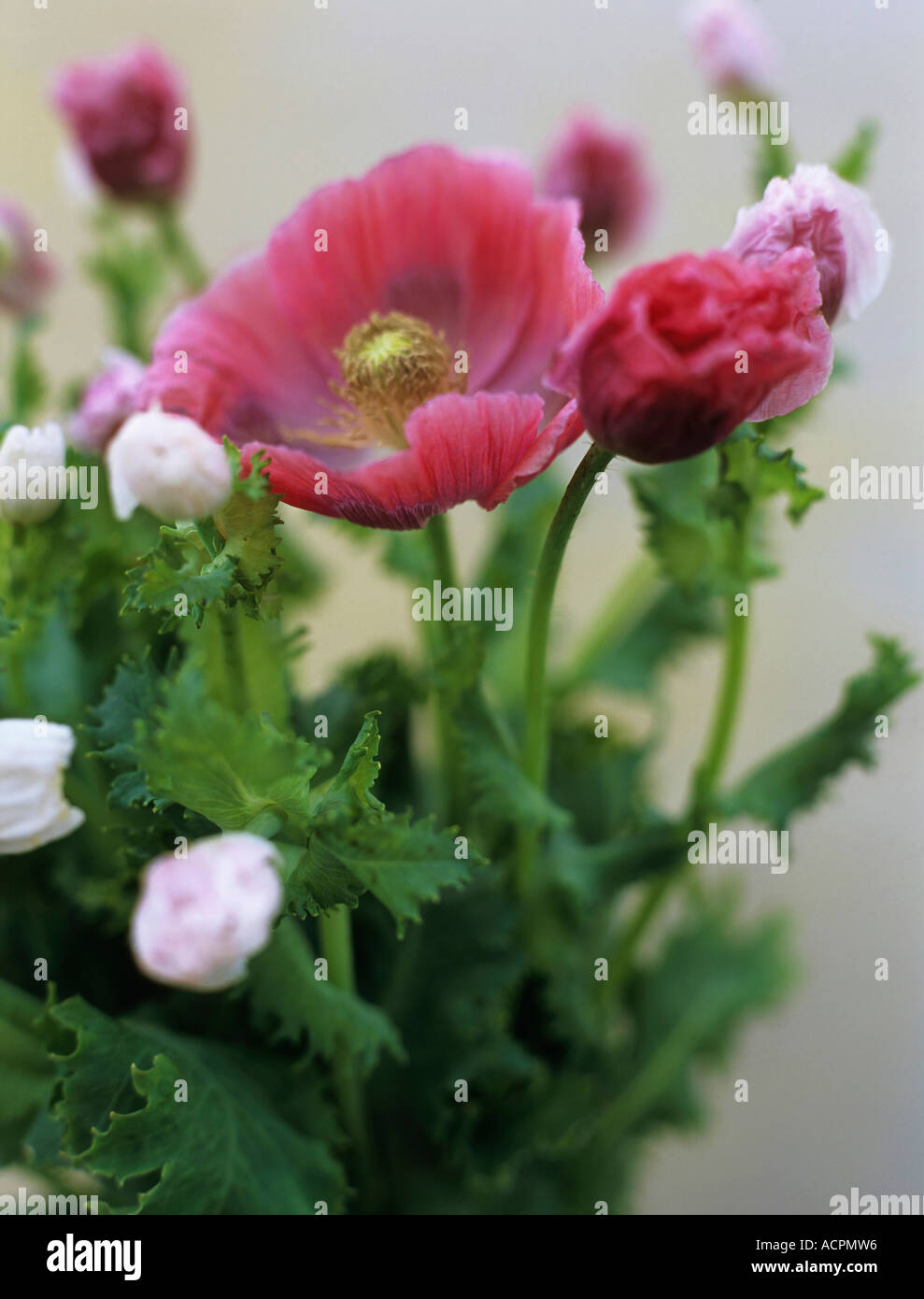 Turkish poppy, close-up Stock Photo - Alamy