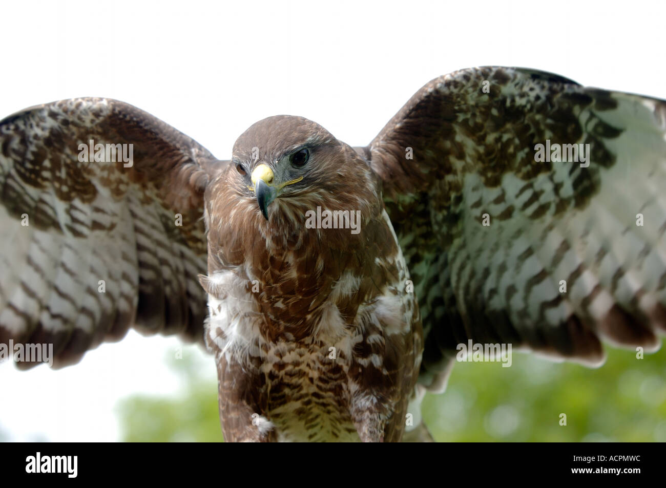 North American Red Tail Stock Photo - Alamy