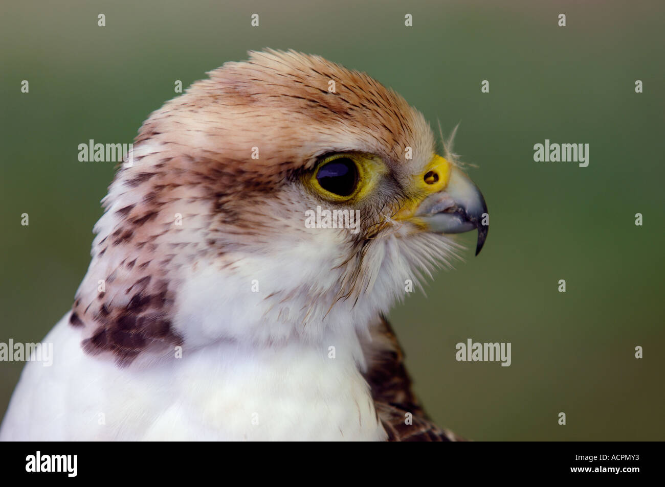 Bird bird of pray hi-res stock photography and images - Alamy