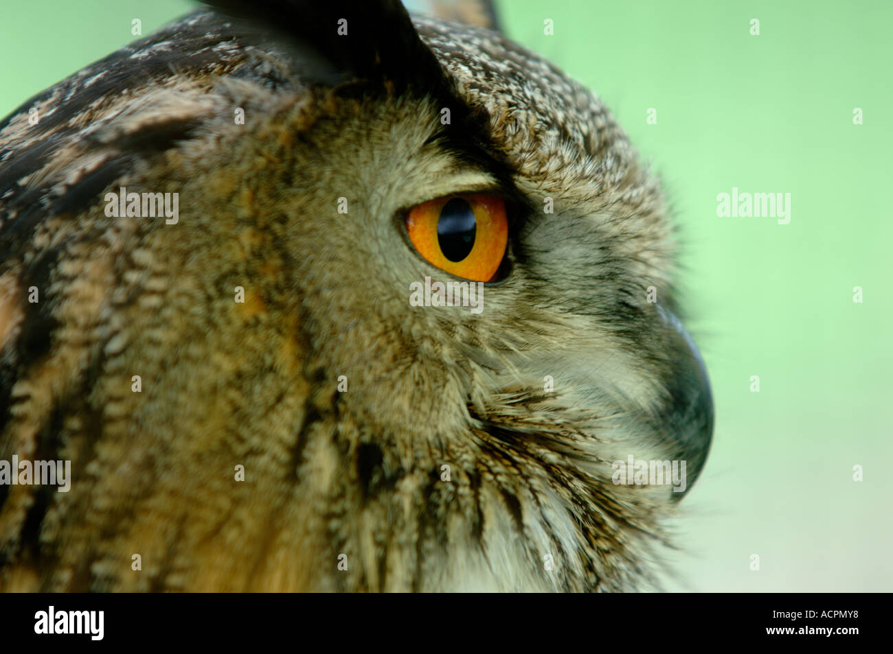European Eagle Owl Stock Photo - Alamy