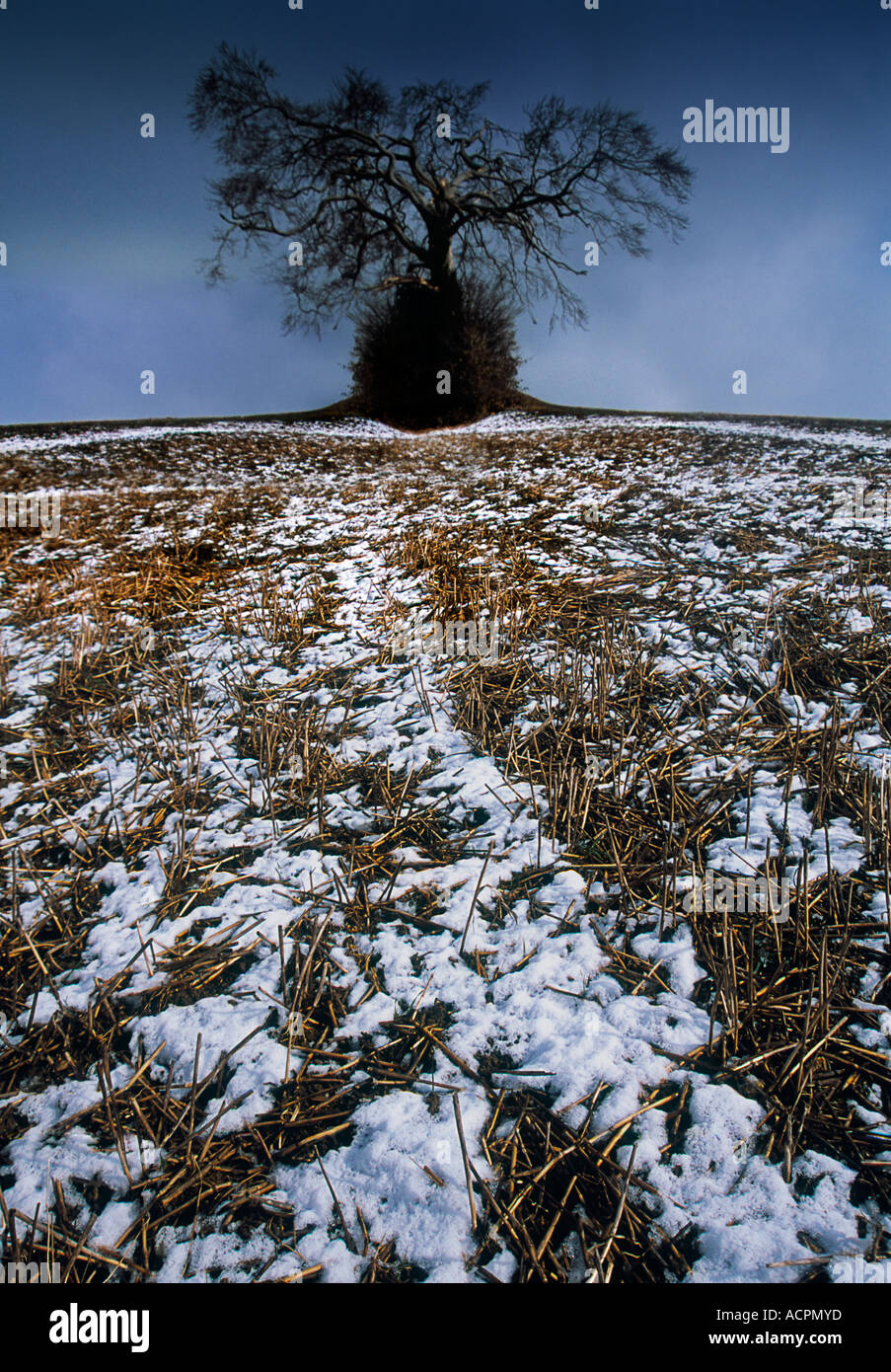 Tree in snowy landscape on the Chiltern Hills Bedfordshire Stock Photo ...