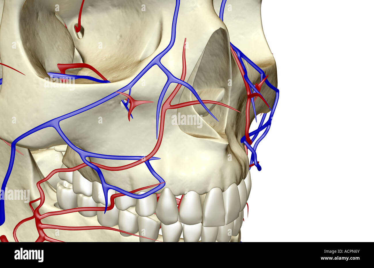 Facial Artery High Resolution Stock Photography and Images - Alamy