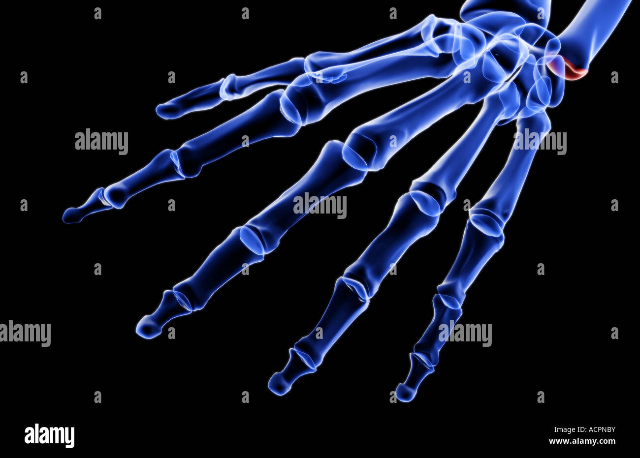 The bones of the hand Stock Photo - Alamy