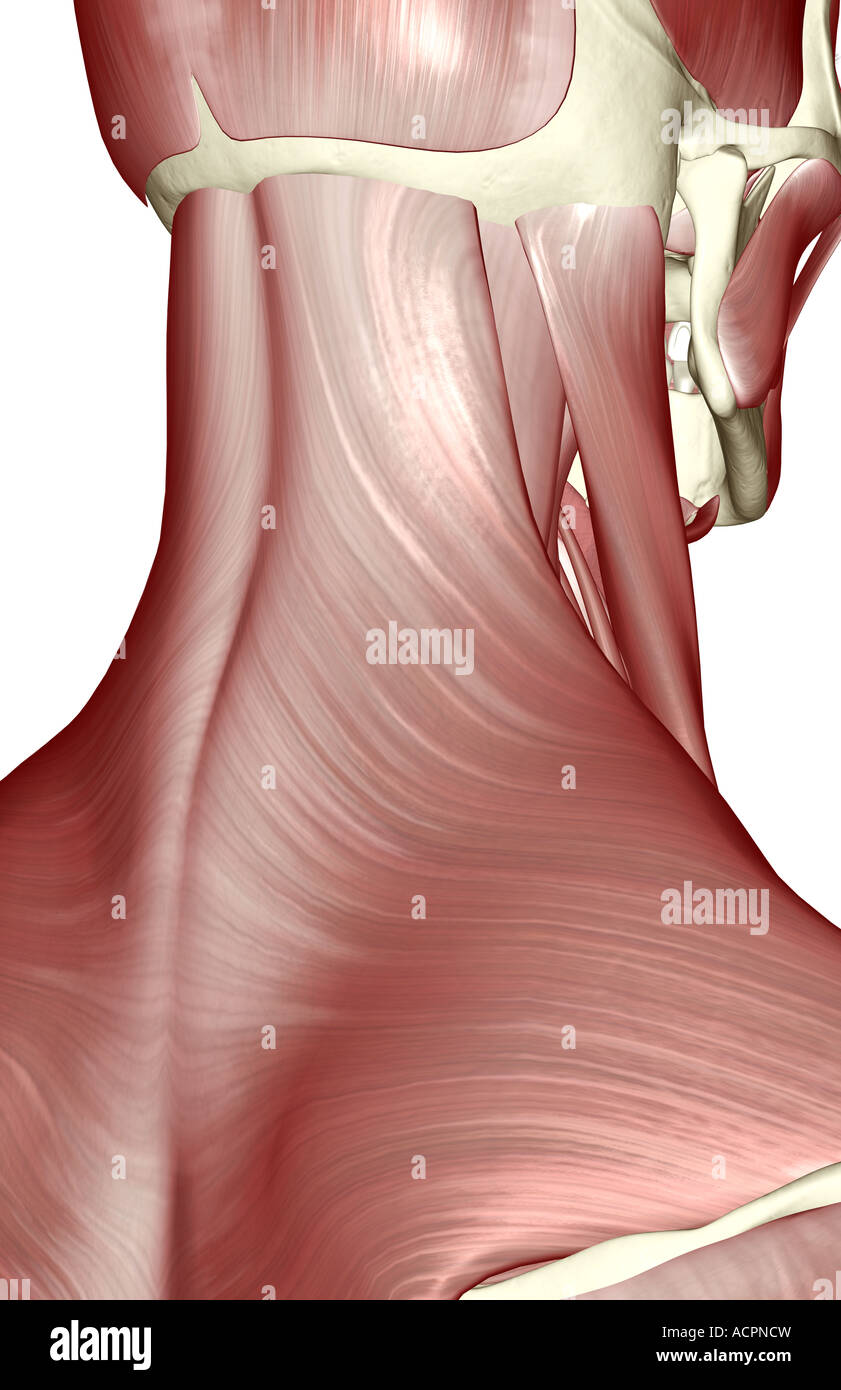 The muscles of the neck Stock Photo - Alamy