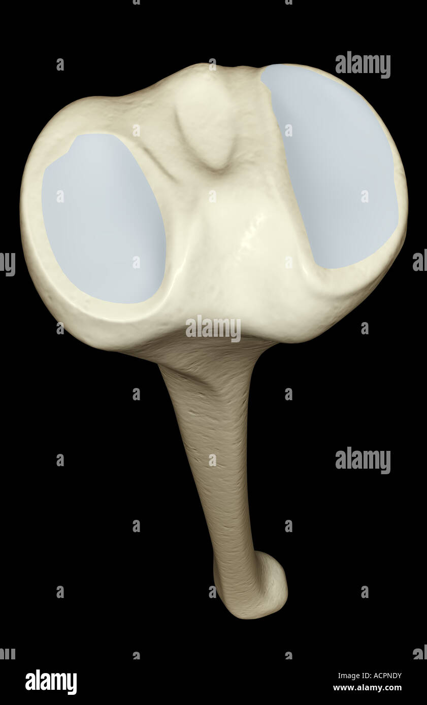 Medial tibial condyle hi-res stock photography and images - Alamy
