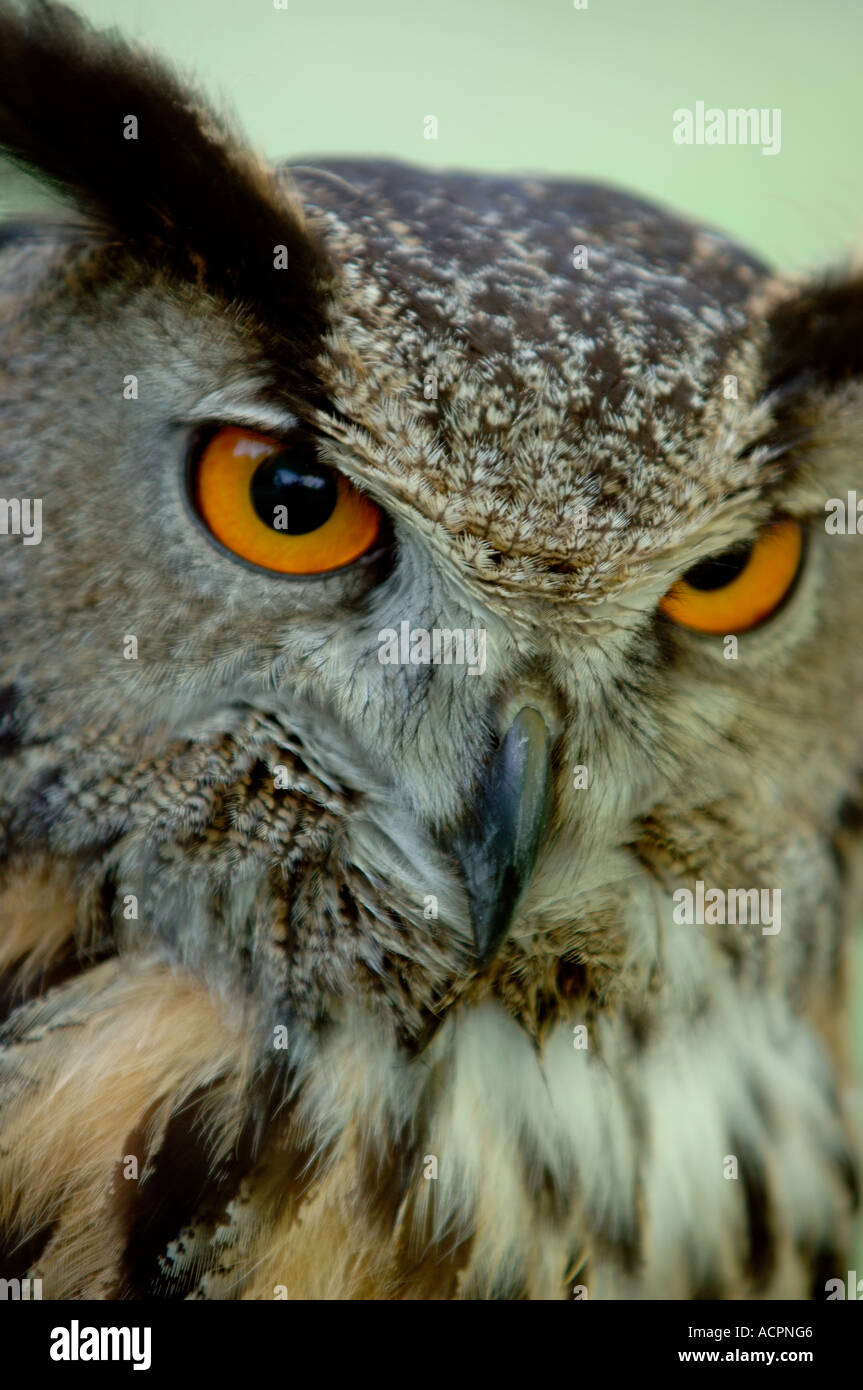 European Eagle Owl Stock Photo - Alamy