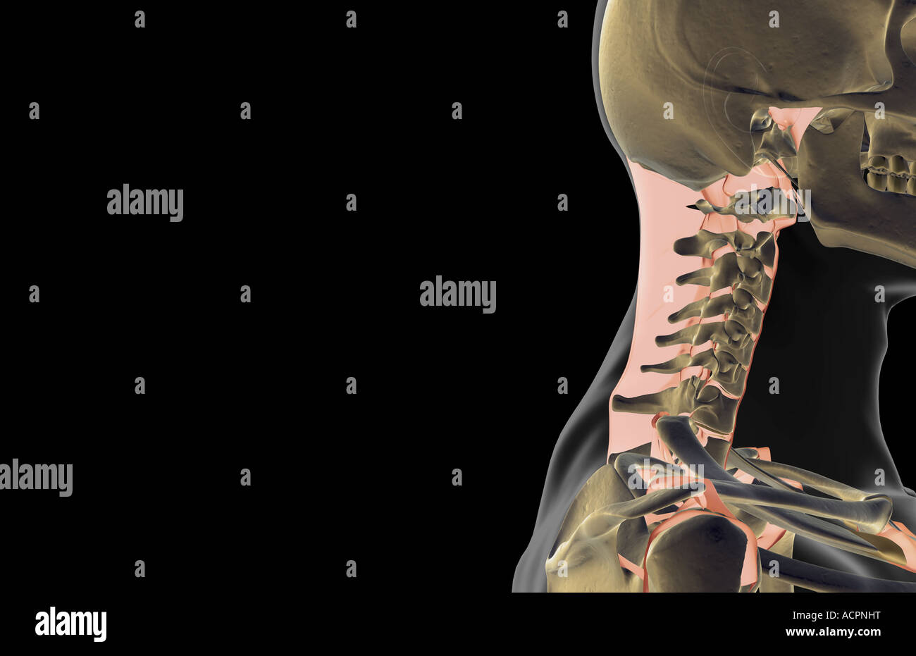 Nuchae hi-res stock photography and images - Alamy