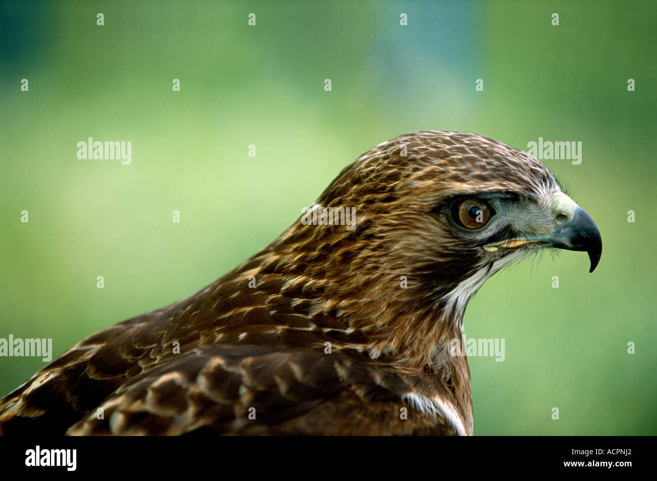 North American Red Tail Stock Photo - Alamy