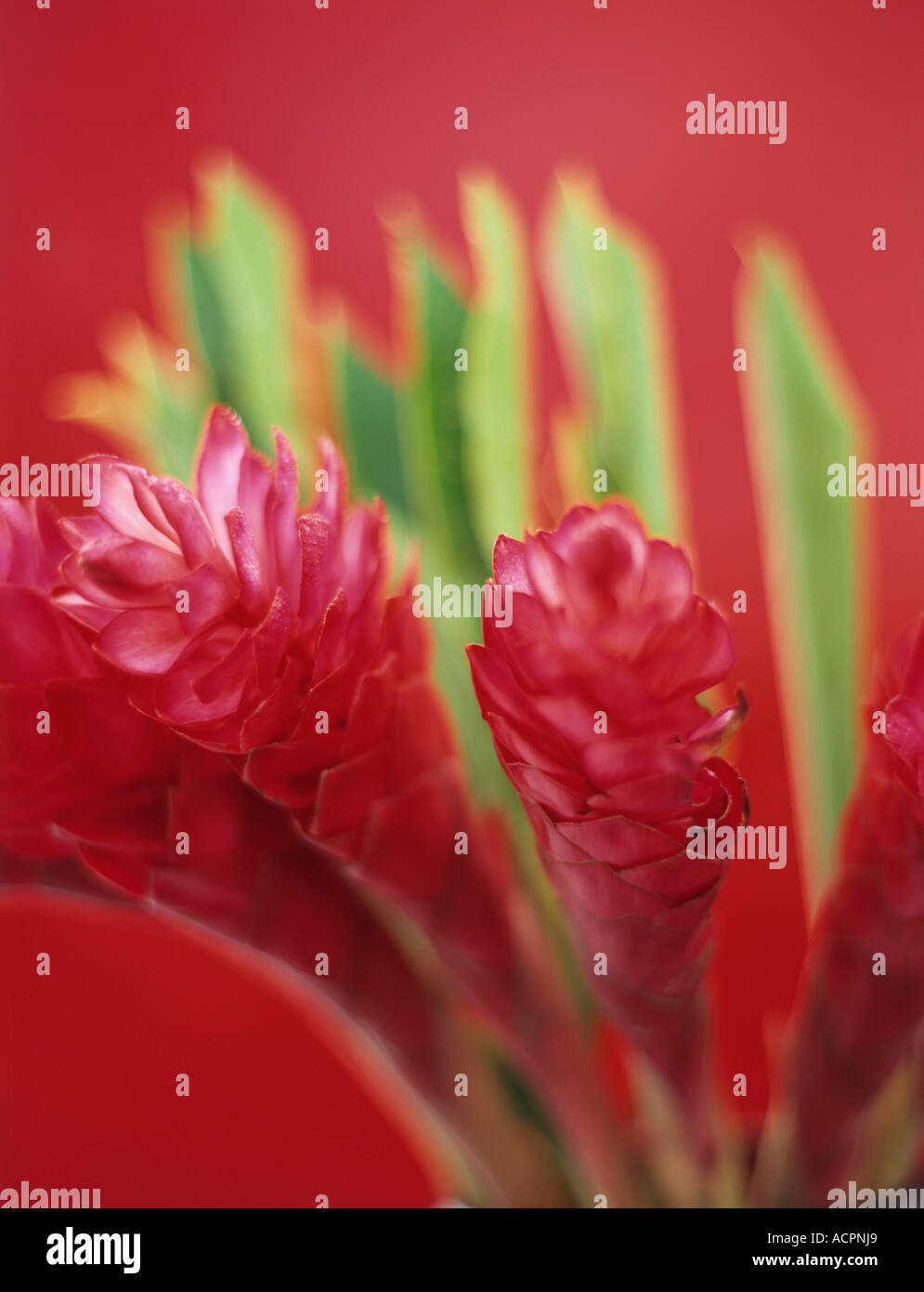 Gingerlily hi-res stock photography and images - Alamy