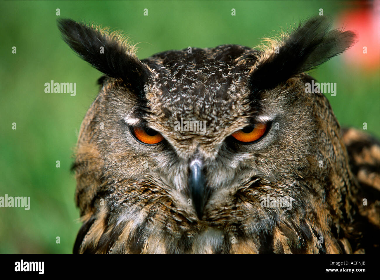 European Eagle Owl Stock Photo - Alamy