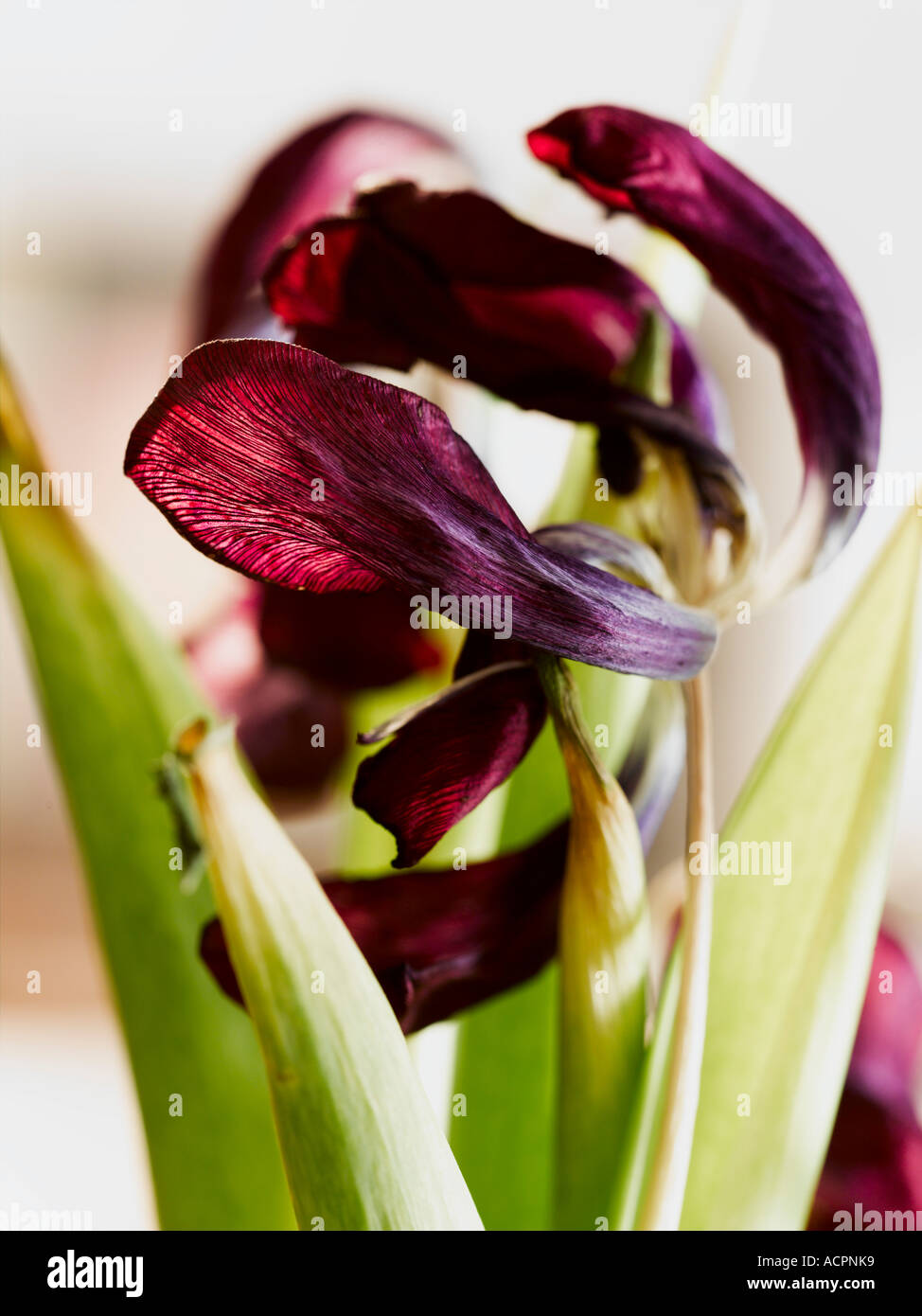 Dried tulip, close-up Stock Photo - Alamy