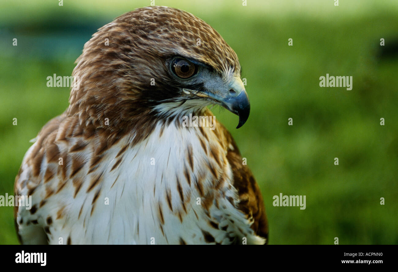 North American Red Tail Stock Photo - Alamy