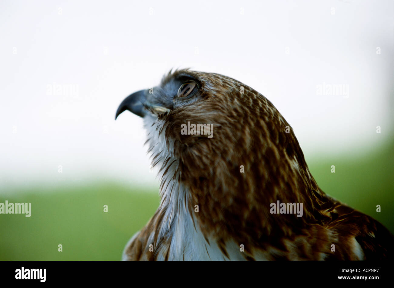 Red tail hawk close up hi-res stock photography and images - Alamy