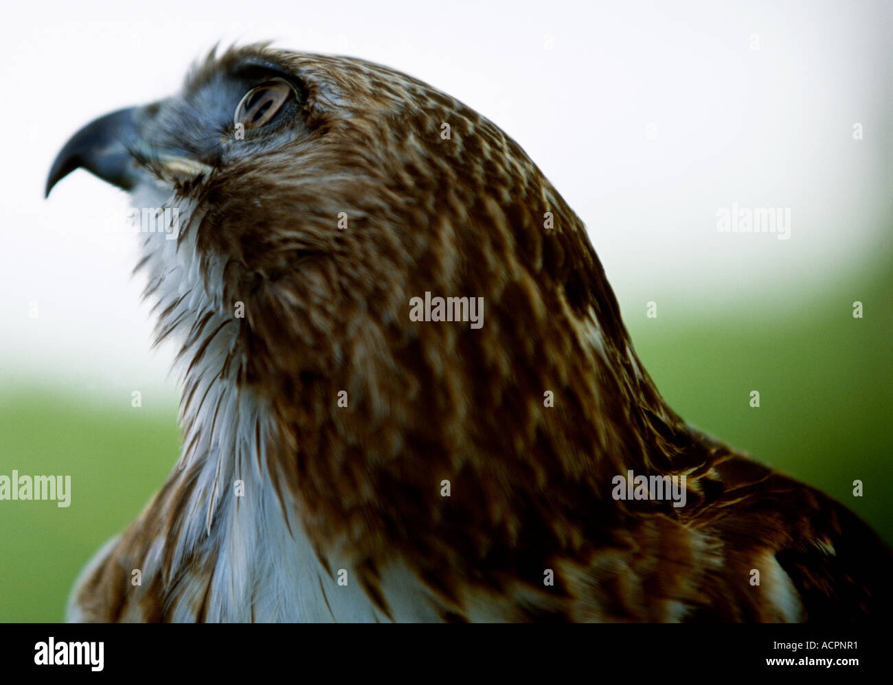 North American Red Tail Stock Photo - Alamy