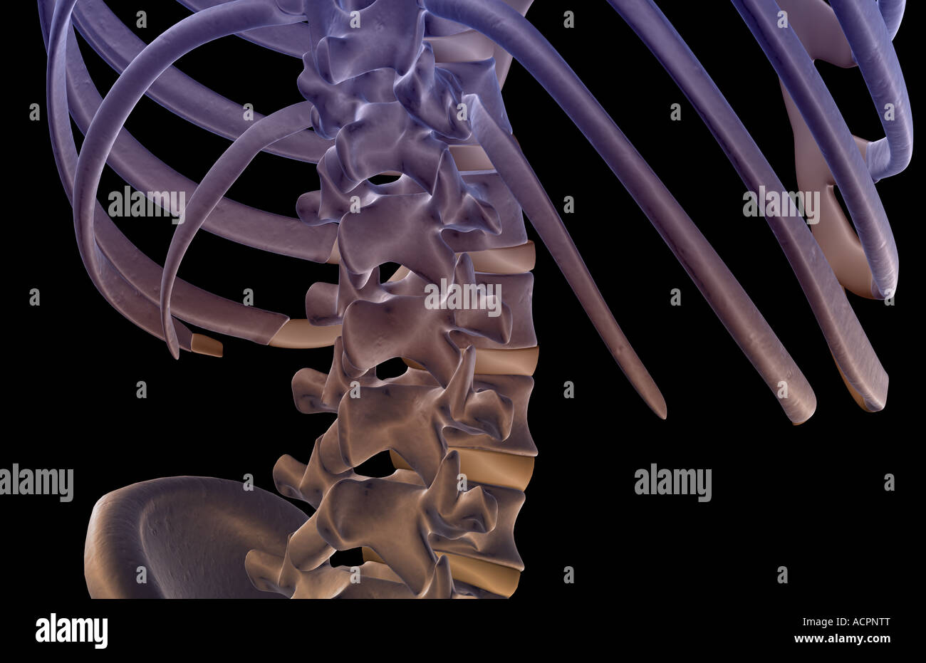 Bones Lower Back High Resolution Stock Photography and Images - Alamy