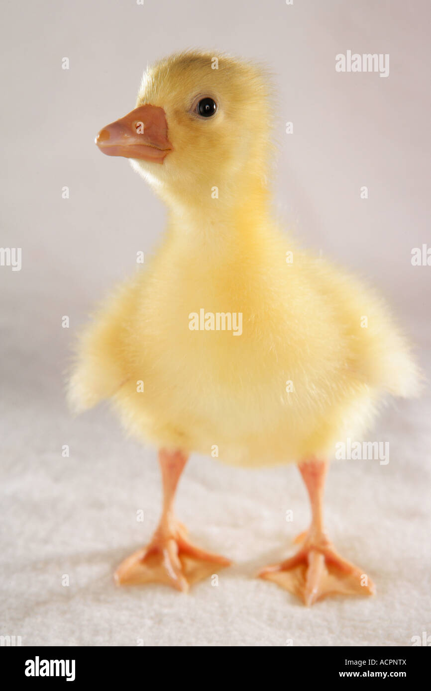 Young poutry hi-res stock photography and images - Alamy