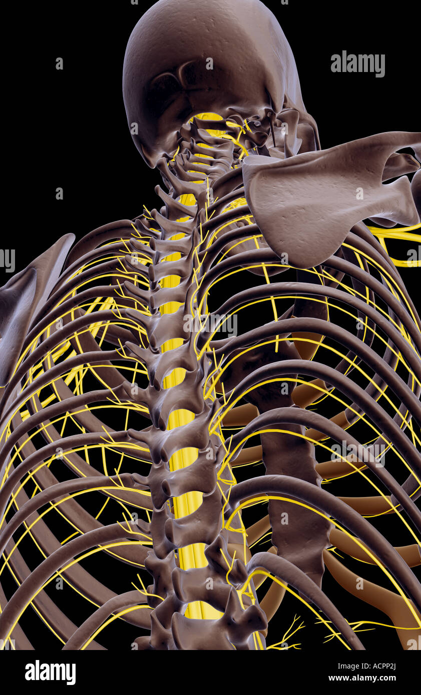 The nerves of the upper body Stock Photo - Alamy