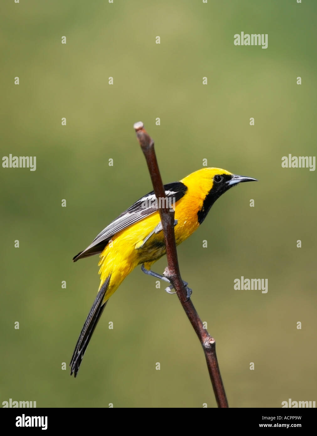 Male oriole hi-res stock photography and images - Alamy
