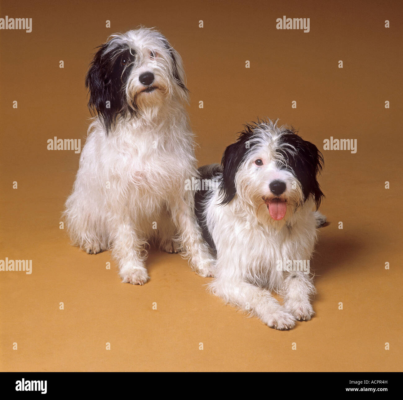 two half breed dogs cut out Stock Photo - Alamy