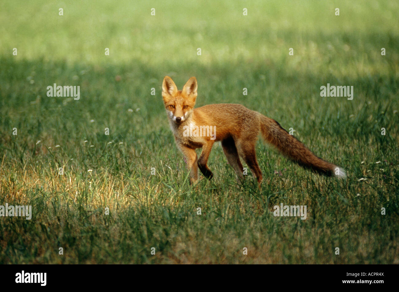 red fox - on meadow / Vulpes vulpes Stock Photo - Alamy