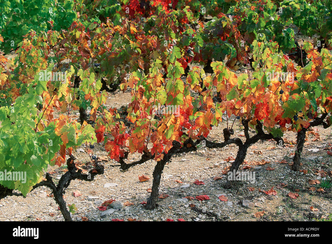 France LubÃ ron wine vines Stock Photo - Alamy