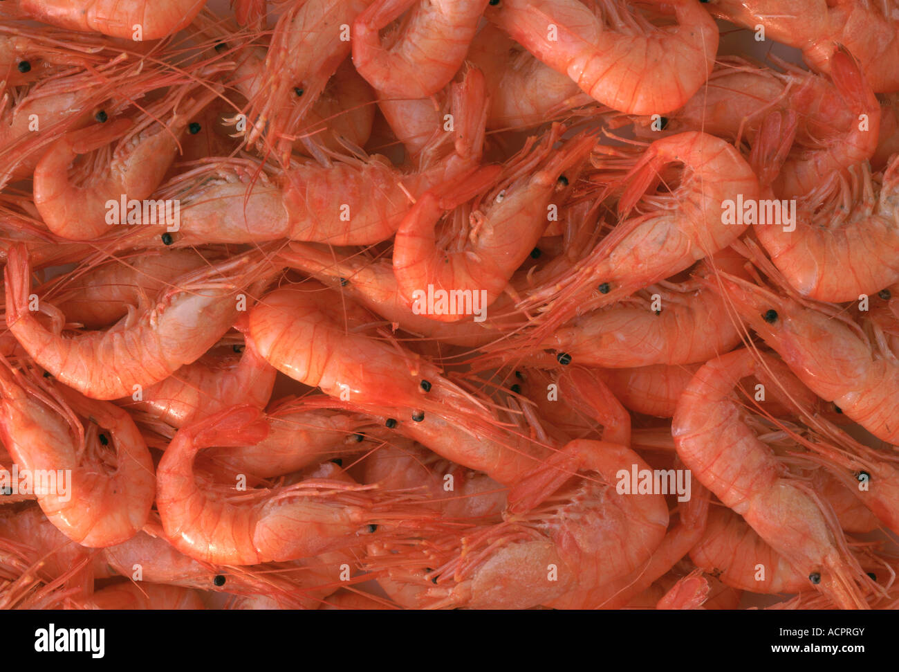 Prawns in bulk Stock Photo - Alamy