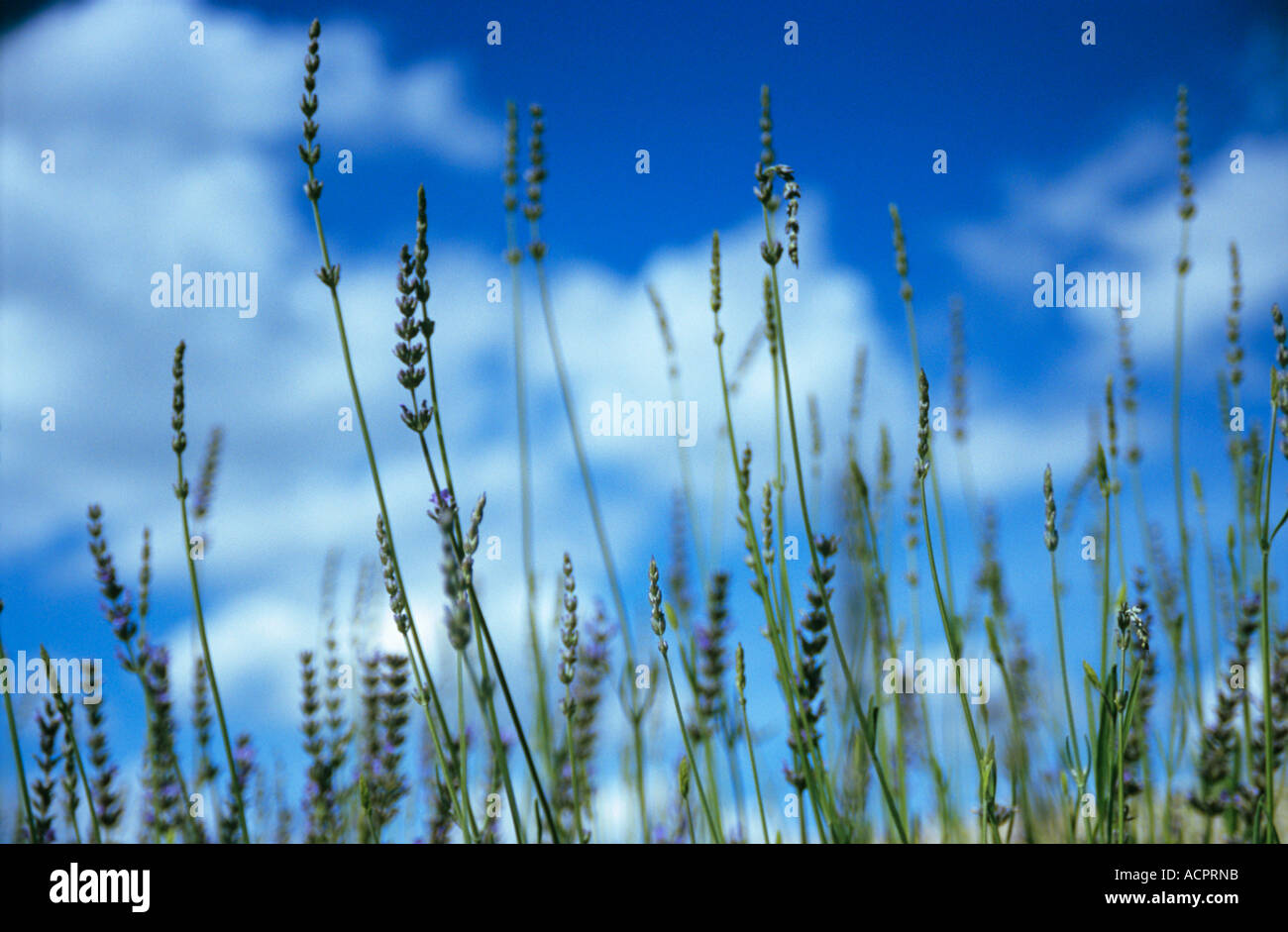 Lavender without flowers hi-res stock photography and images - Alamy