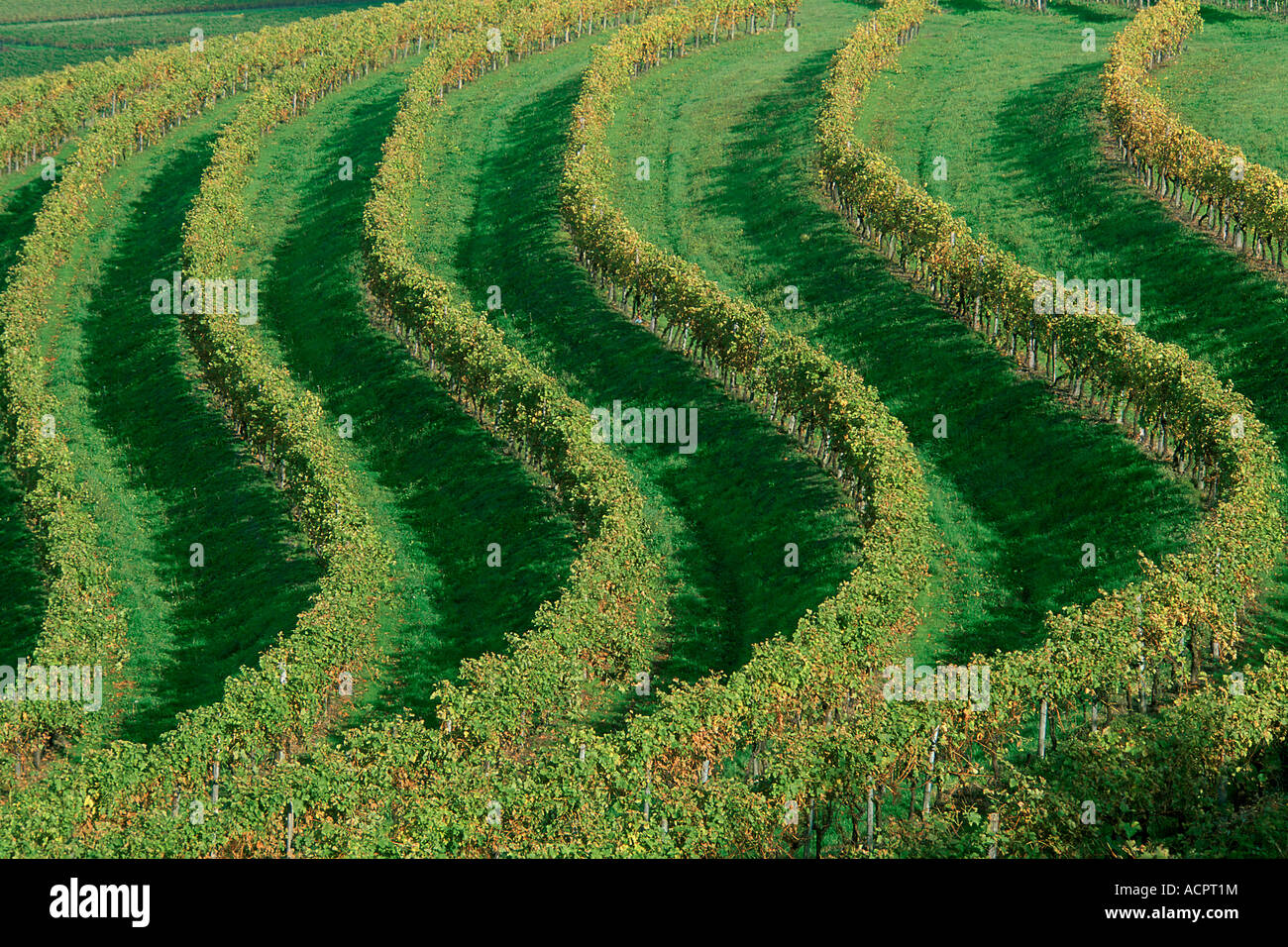 Grande Champagne Cognac High Resolution Stock Photography and Images ...