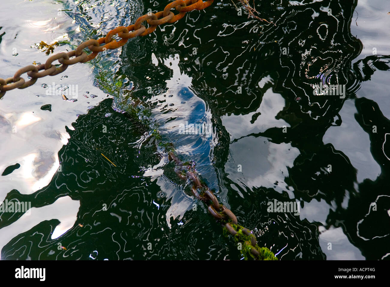 A rusty chain and an algae covered chain in the water Stock Photo - Alamy