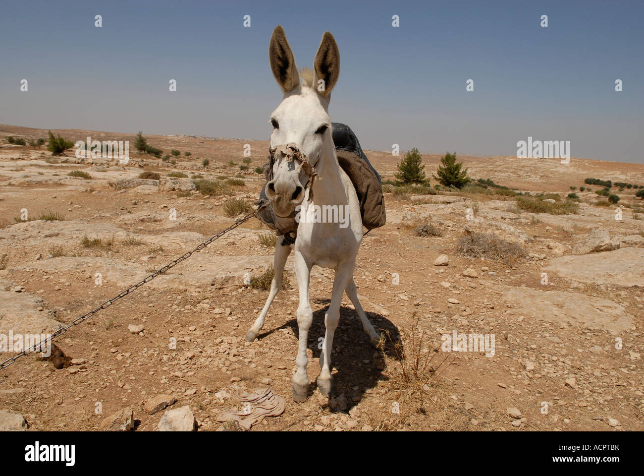 A donkey in the field South Hebron hills, West Bank. Israel Stock Photo ...