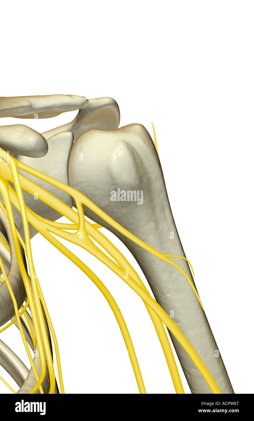 Axillary nerve shoulder hi-res stock photography and images - Alamy