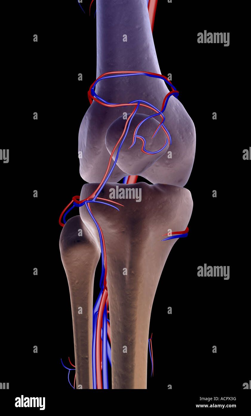 The blood supply of the knee Stock Photo - Alamy