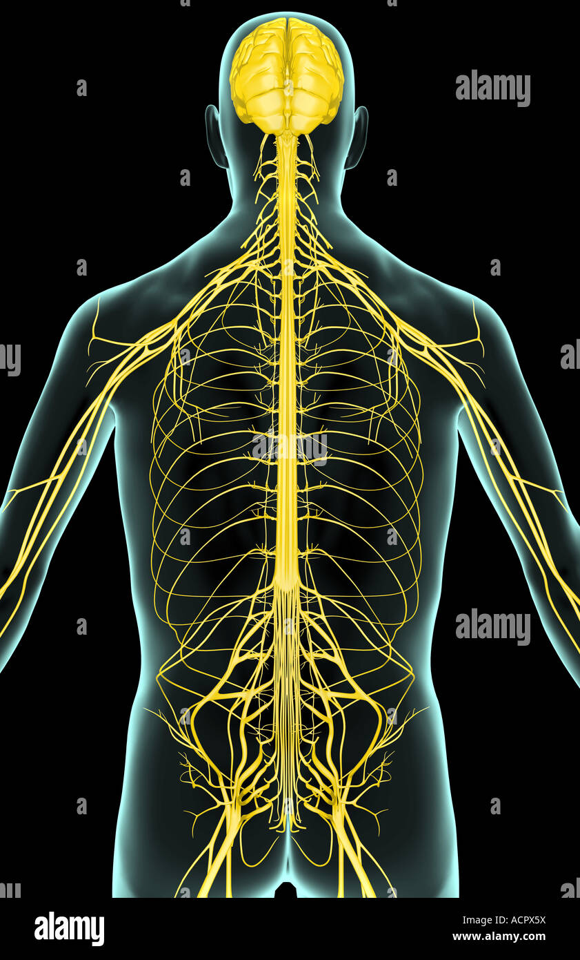 Thoracic nerves hi-res stock photography and images - Alamy