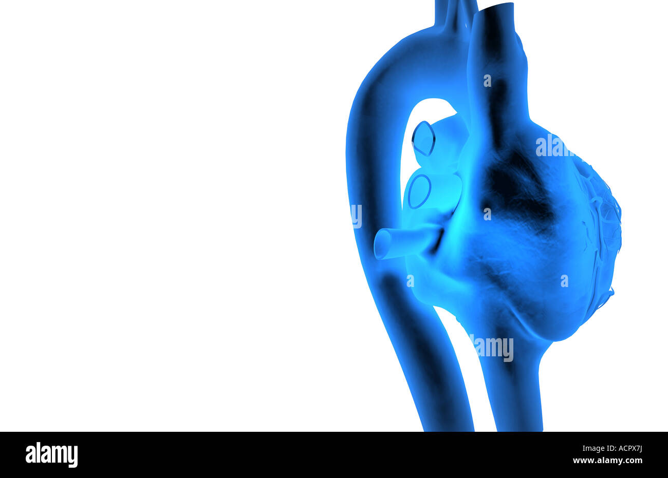 Human heart anatomy side view Cut Out Stock Images & Pictures - Alamy