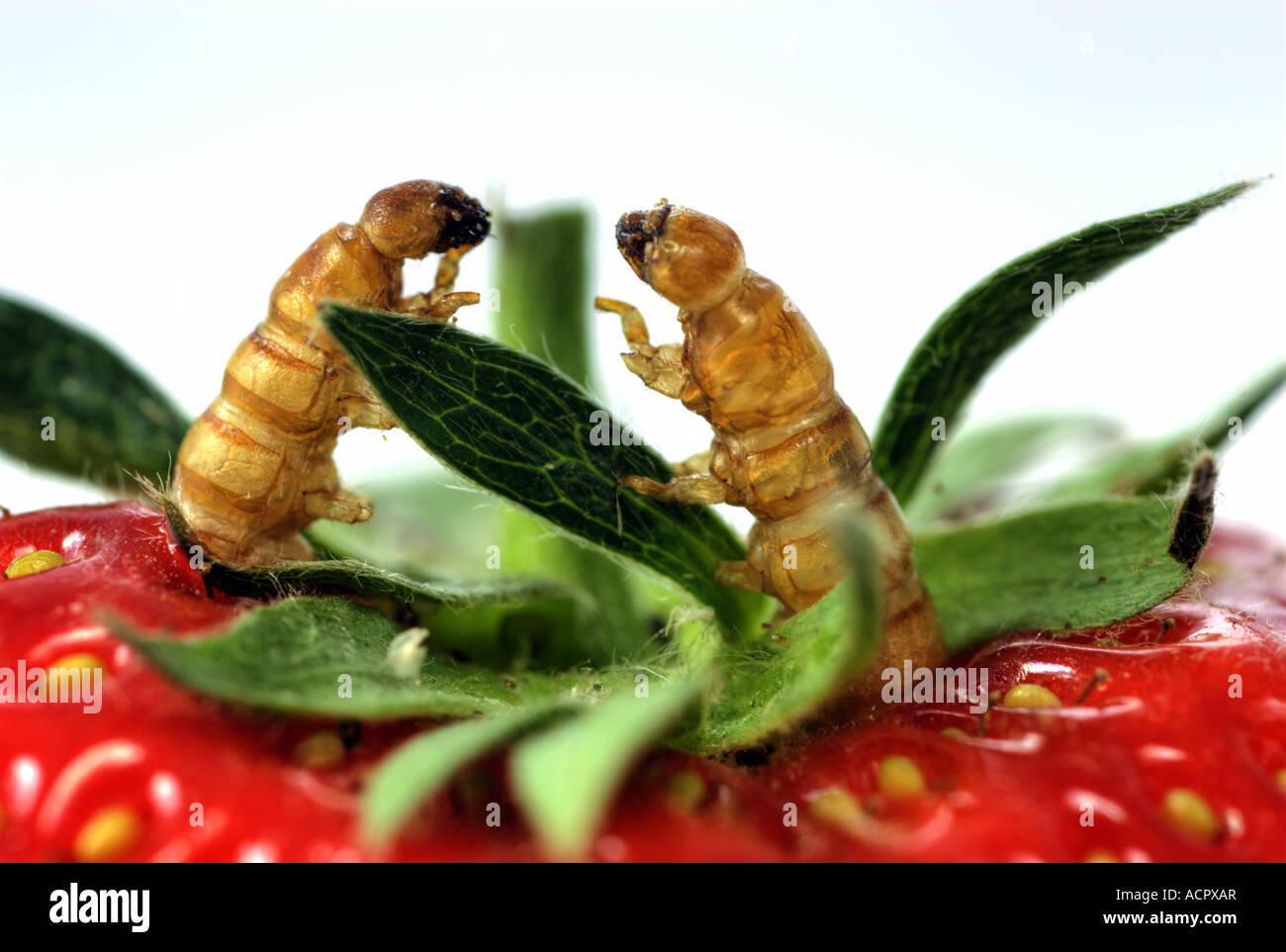 TWO INSECTS IN ONE STRAWBERRY Stock Photo - Alamy