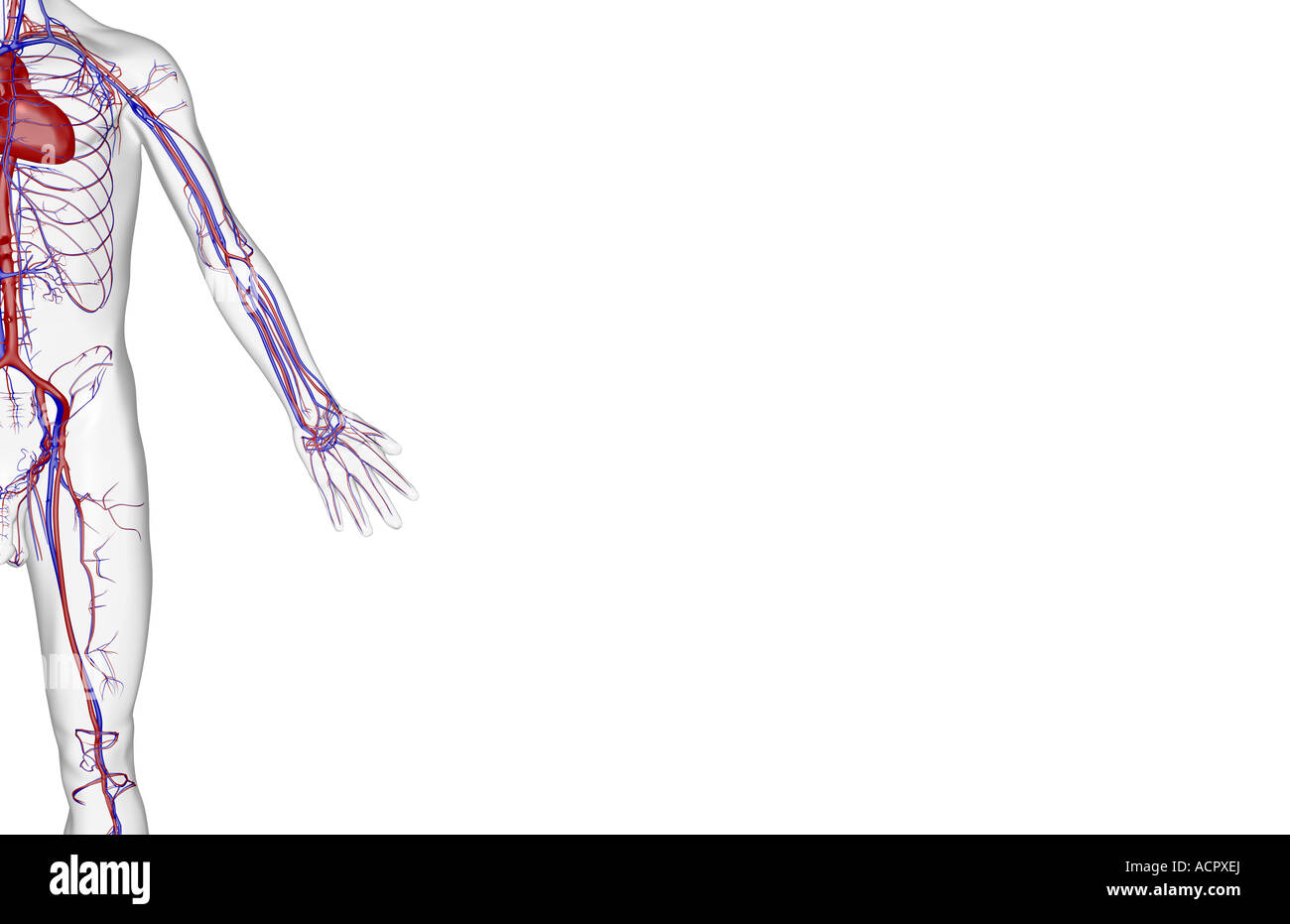 Vessels Of The Upper Limb High Resolution Stock Photography and Images ...