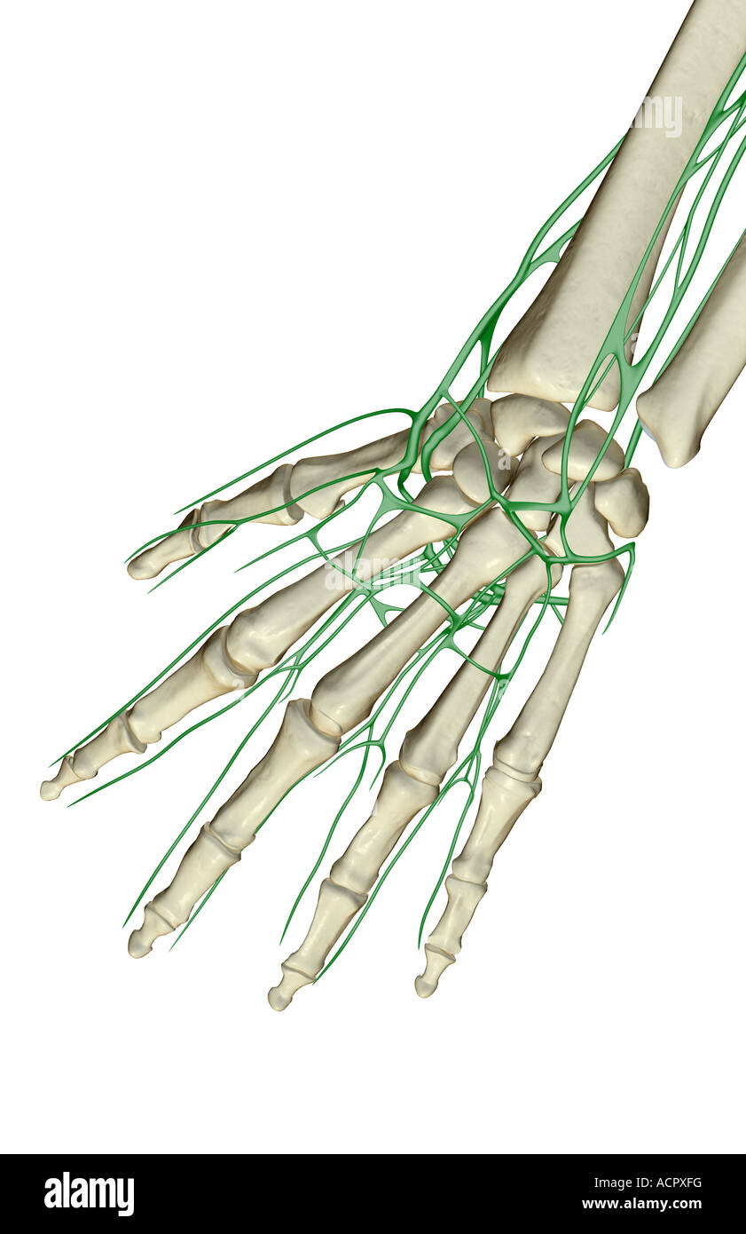 The lymph supply of the hand Stock Photo - Alamy