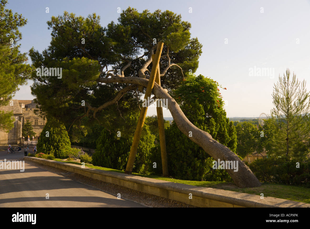 Avignon France Rocher des Doms a tree supported by a trestle of trunks ...