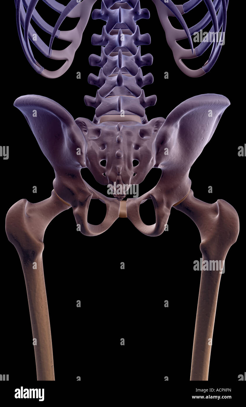 Skeleton pelvis hi-res stock photography and images - Alamy
